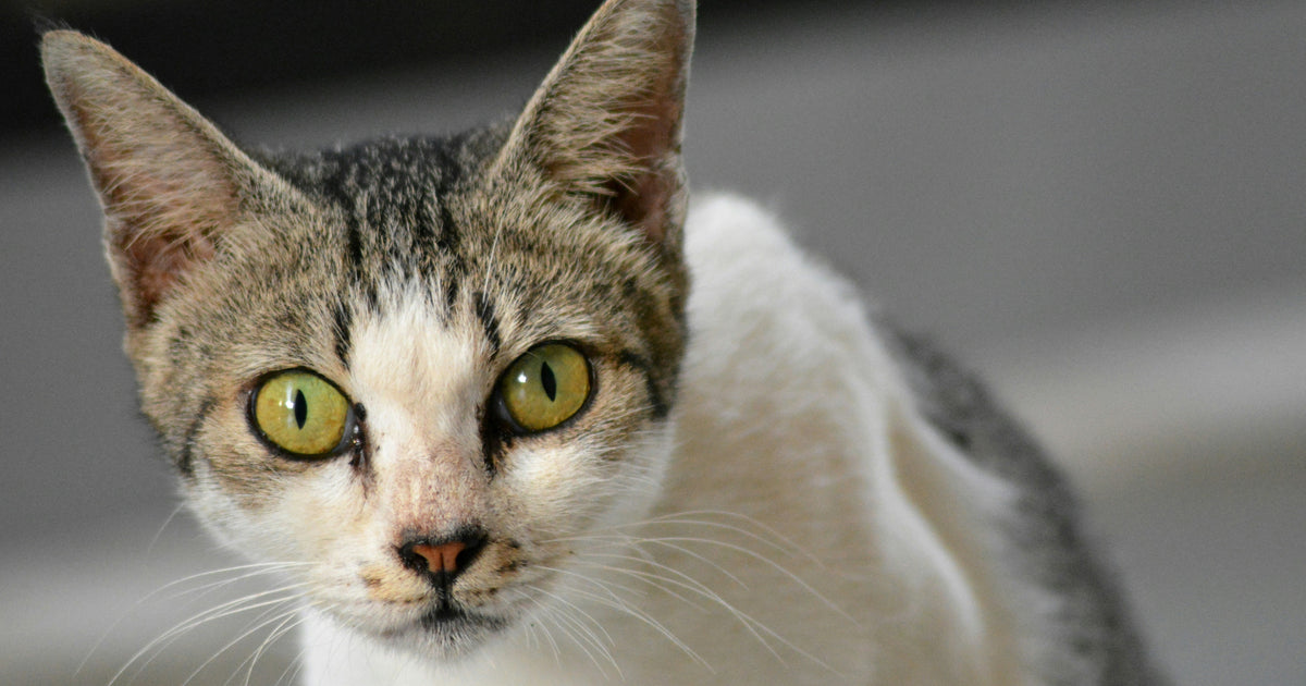Conjonctivite du chat : comment l'éviter et la soigner – VitaliVet